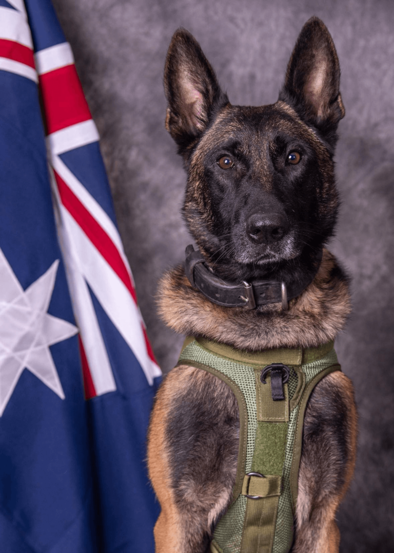 The Commando Welfare Trust has started a program for finding homes for ...